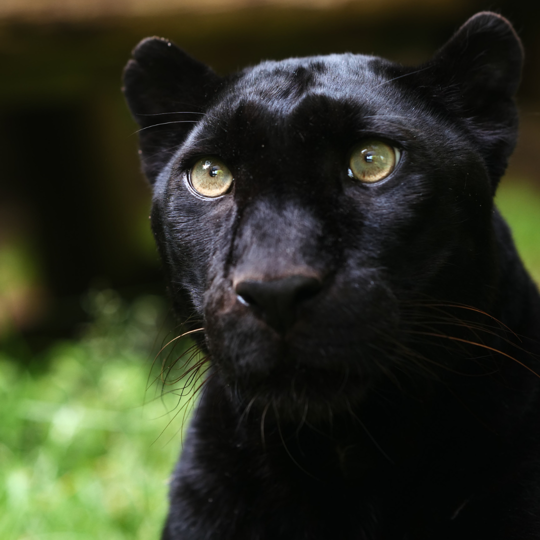 CAS METZ RÉGIE – site dédié aux bénéficiaires de la CAS de Metz Régie